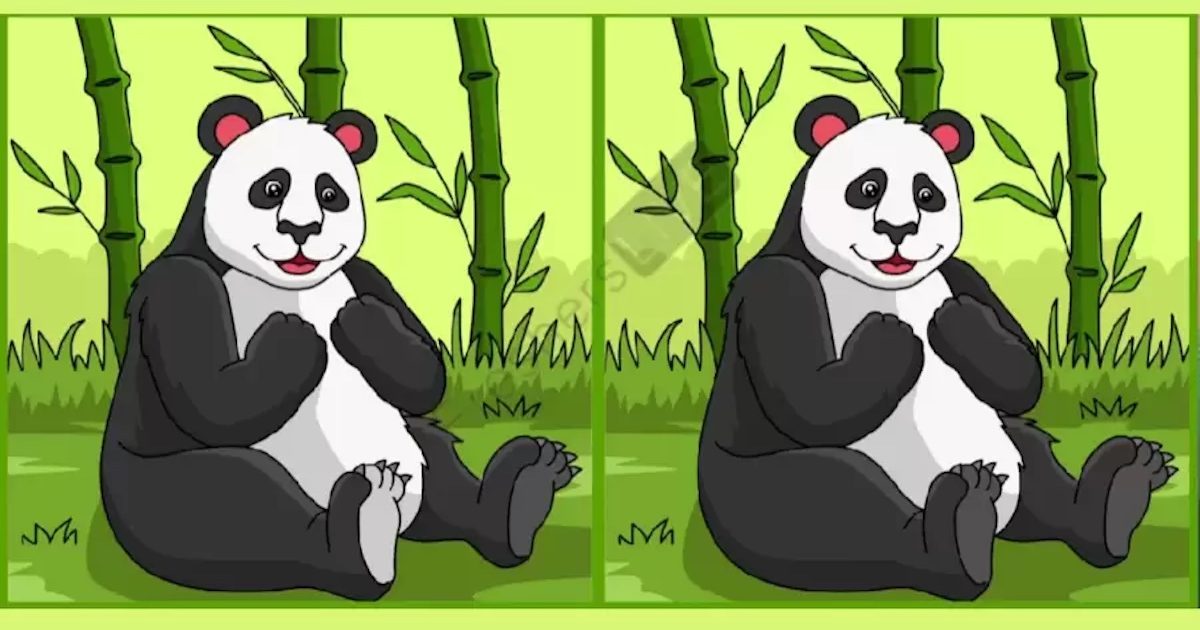 Panda Picture: Only Extra Sharp Eyes Can Spot The 3 Differences In The ...