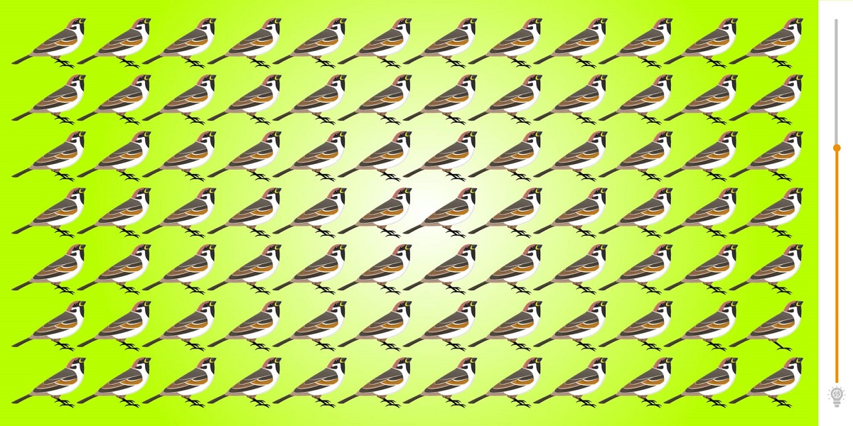 IQ Test Of Observation: Test Your Vision In A Fun Way By Answering This ...